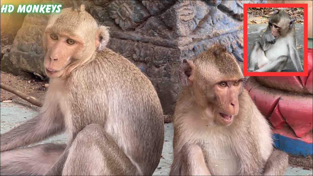 Monkeys are friendly and lovely in the evening ask for snacks | @HD ...