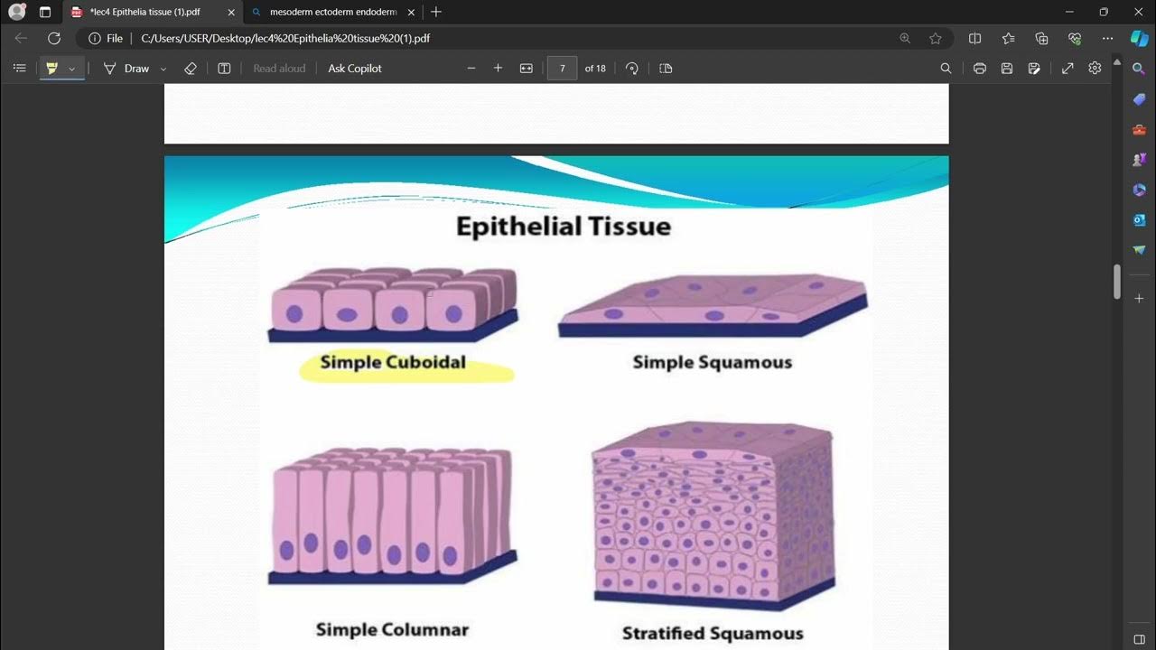Biology/epithelial tissue /Lab ;4 - YouTube