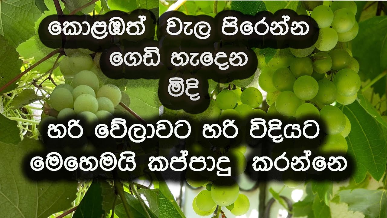 වැල පුරා ගෙඩි හැදෙන්න හරි විදියට මිදි වැල කප්පාදු කරමු|midi wel ...