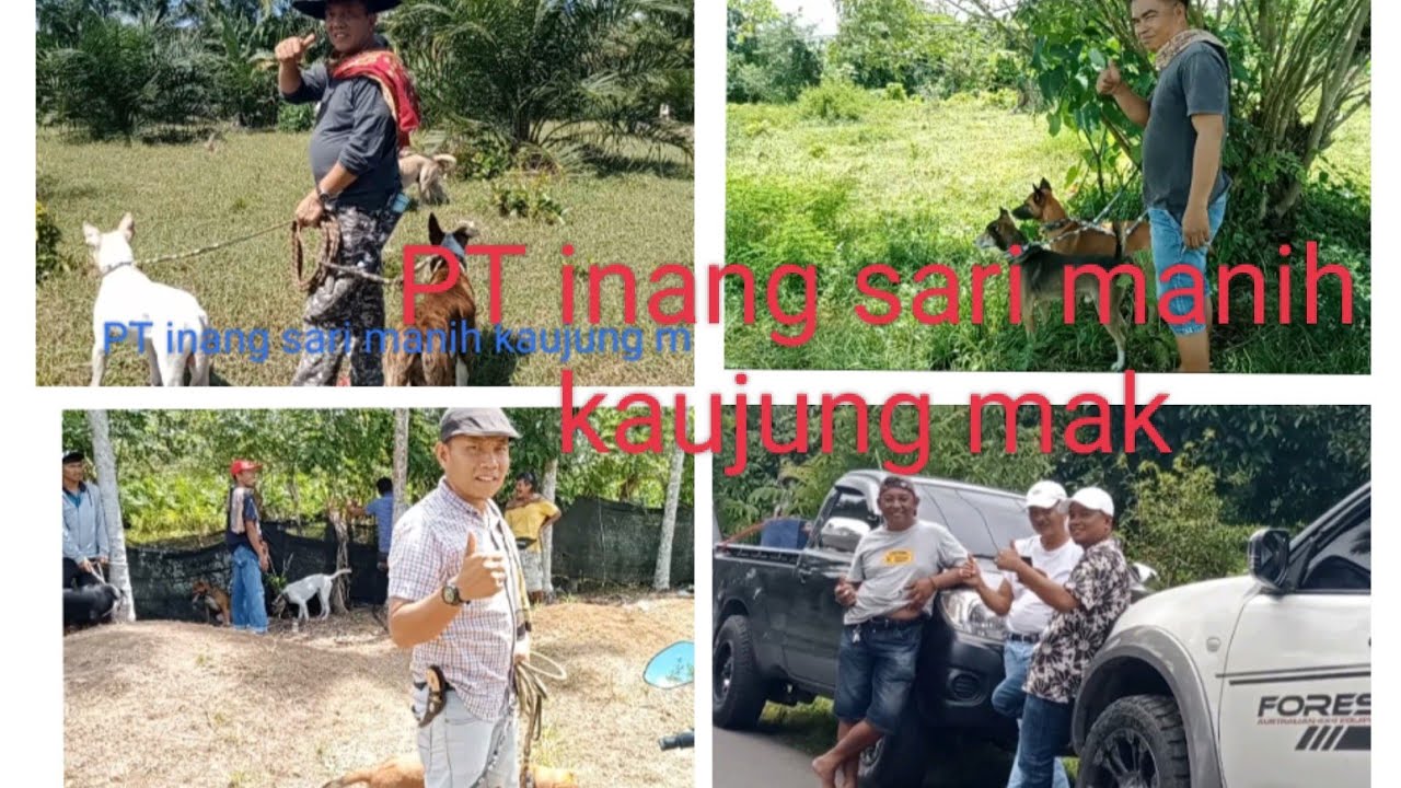 PORBI PT INANG SARI #berburuhamababihutan #dilubukbasung#by #by #by #by ...