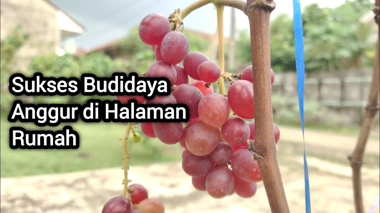 Sukses budidaya tanaman anggur di halaman rumah - YouTube