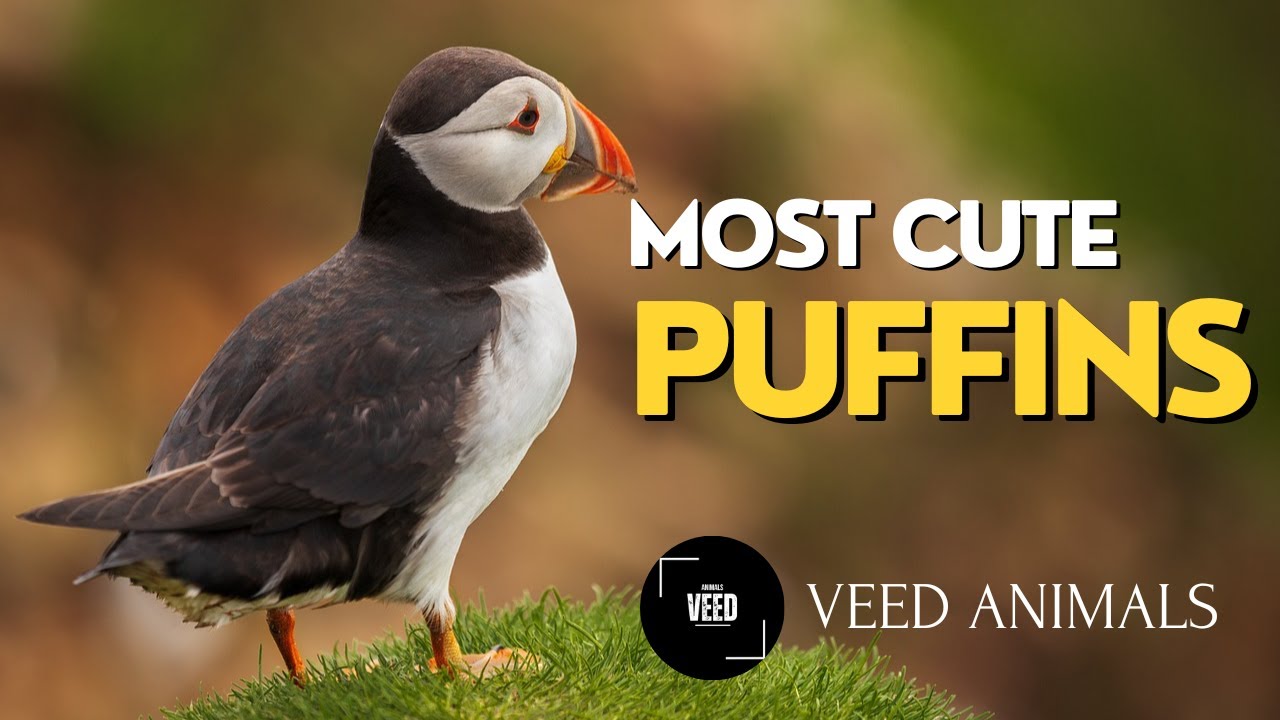 Adorable Atlantic Puffins: A Closer Look | @VEEDANIMALS - YouTube