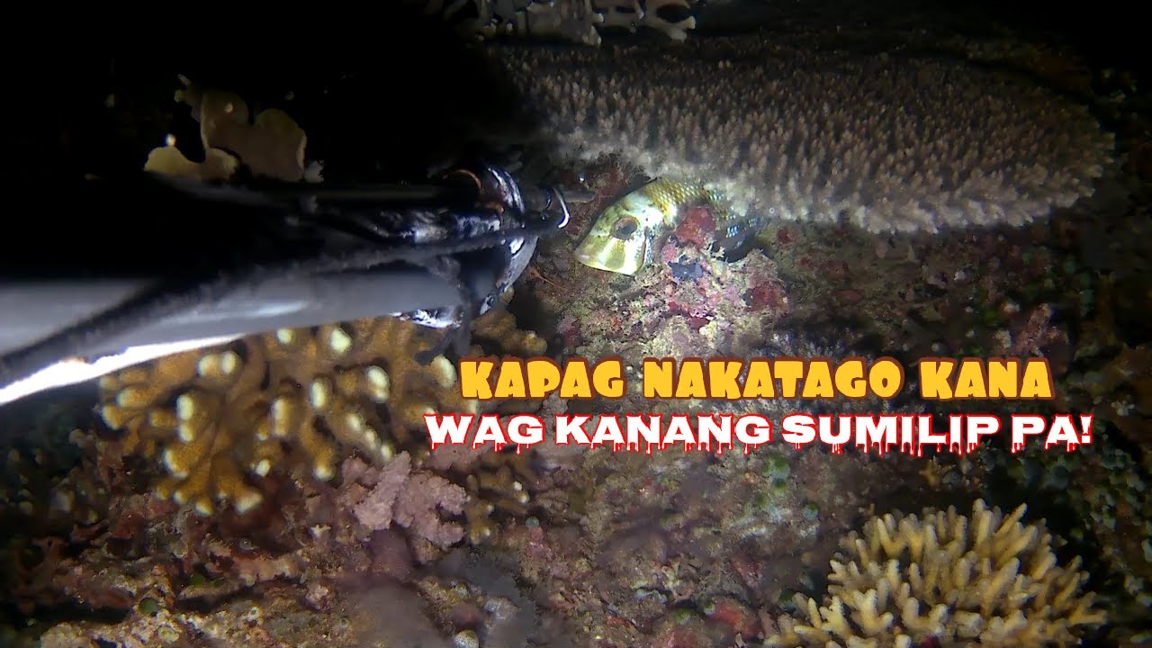 Sumilip kapa talaga ha. Ayan pang ulam kana! Night spearfishing ...