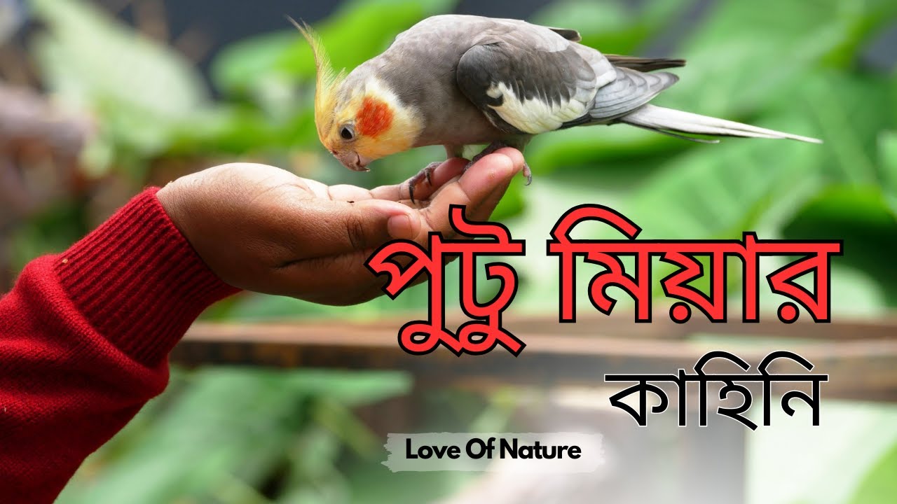 Putu One of the best bird | love of nature । Cockatiel bird song - YouTube