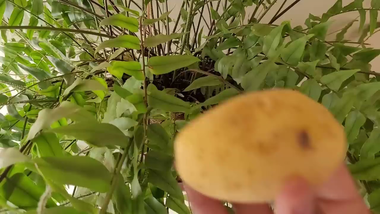 Coloque 1 BATATA em sua SAMAMBAIA faz explodir o crescimento (Veja o ...