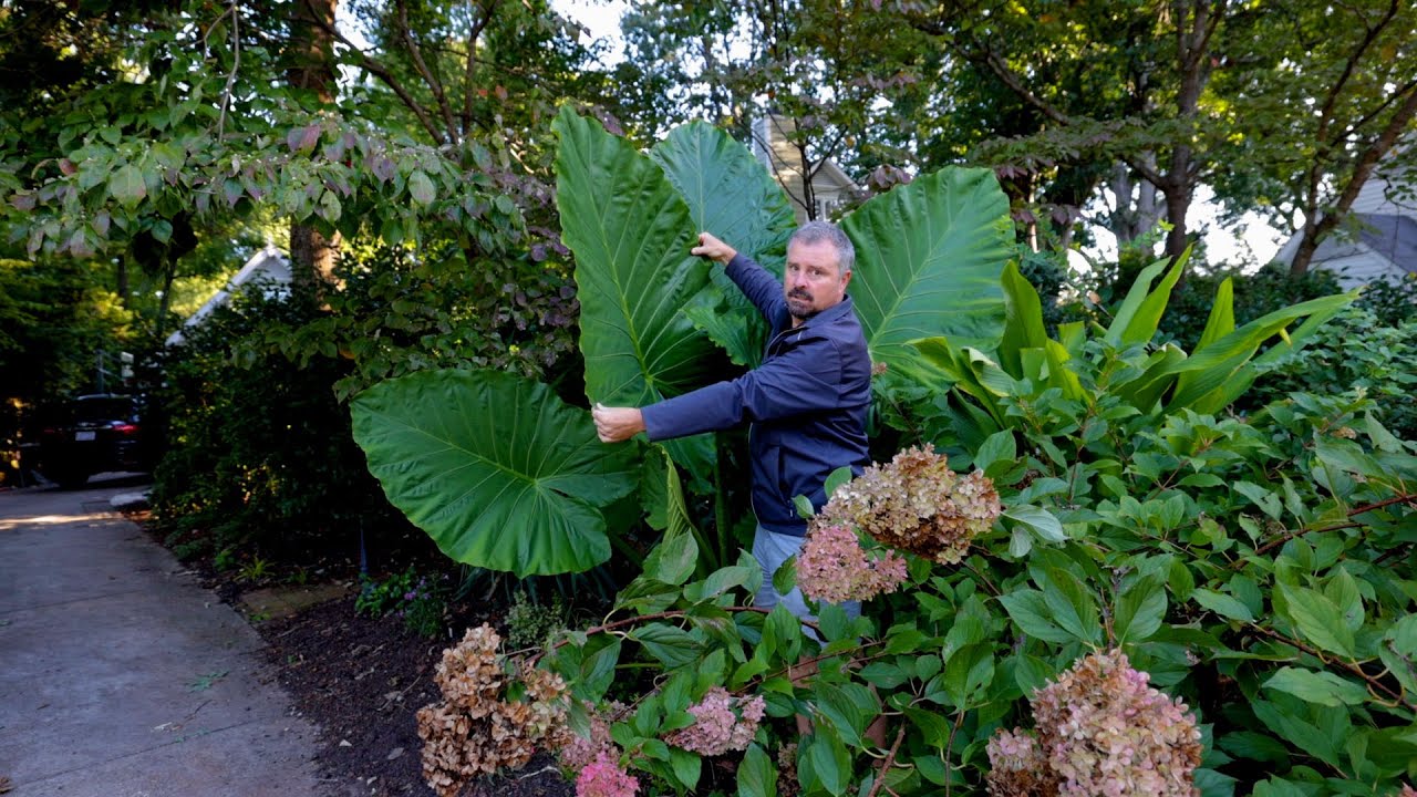 Cool Plant Tour and Planting Autumn Majesty® Encore® Azaleas - YouTube