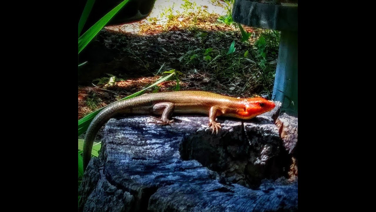 Augusta Georgia! SNAKE ATTACK LIVE! - YouTube