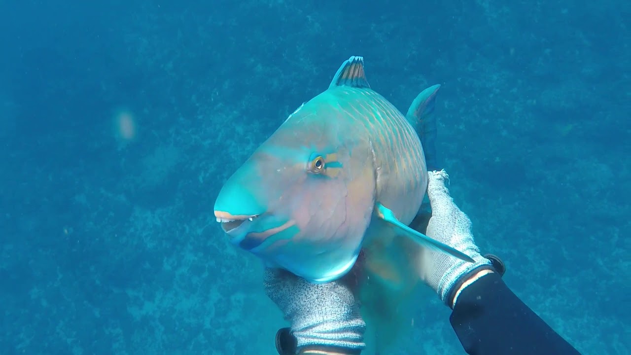 Spearfishing Parrot Fish Northern NSW - YouTube