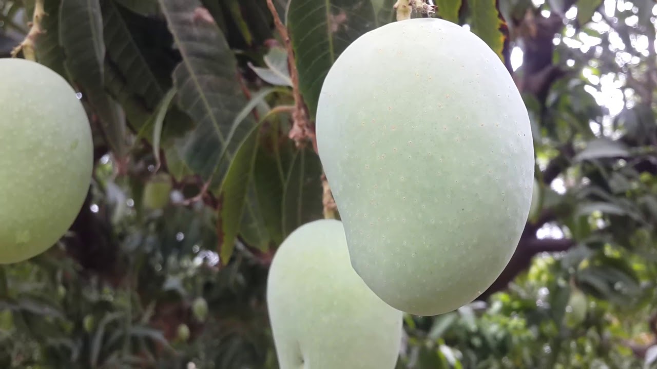 Save from Mango threat.Manage Fruit fly Infestation. Best techniques ...