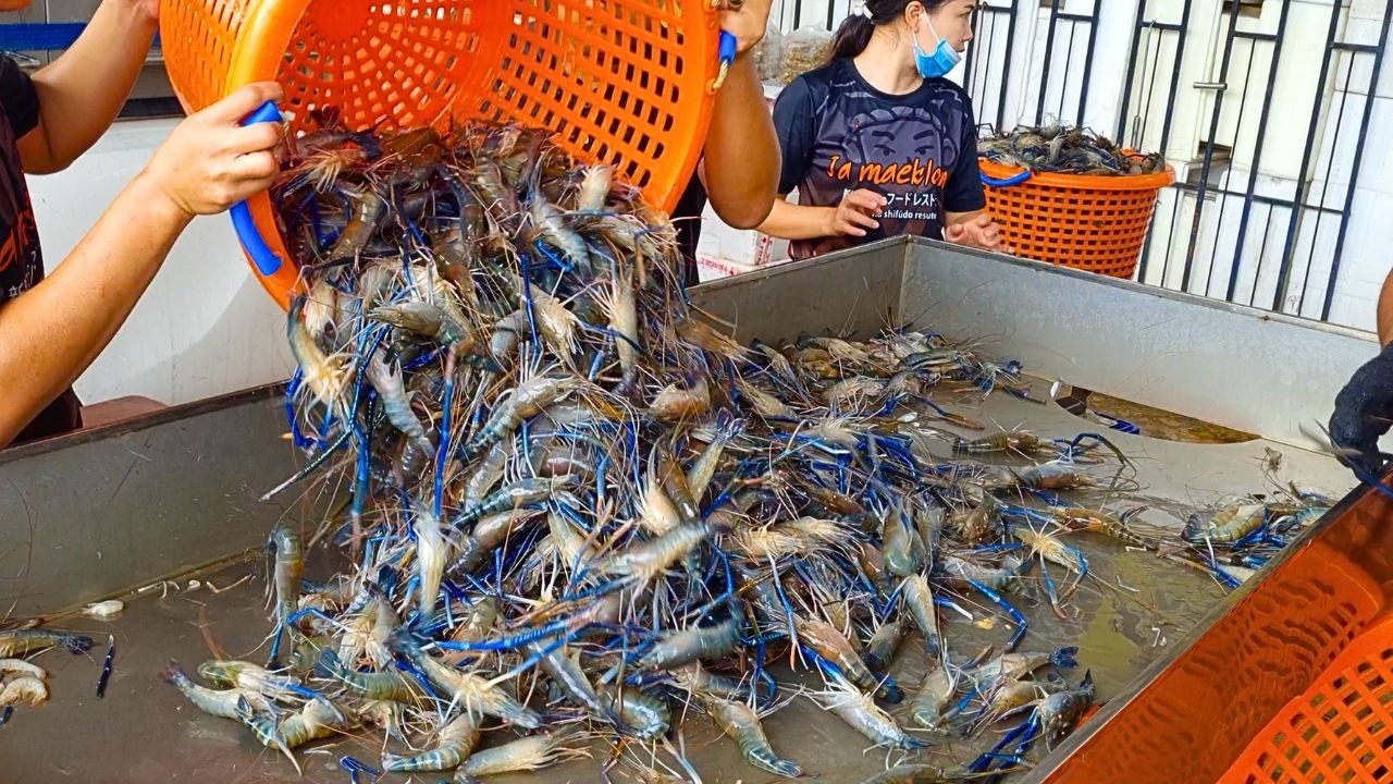 THOUSANDS of Live Shrimp! Setup, Unloading & Cooking at Thai Seafood ...