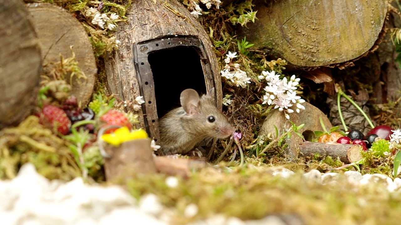 George the mouse in a log pile house - YouTube