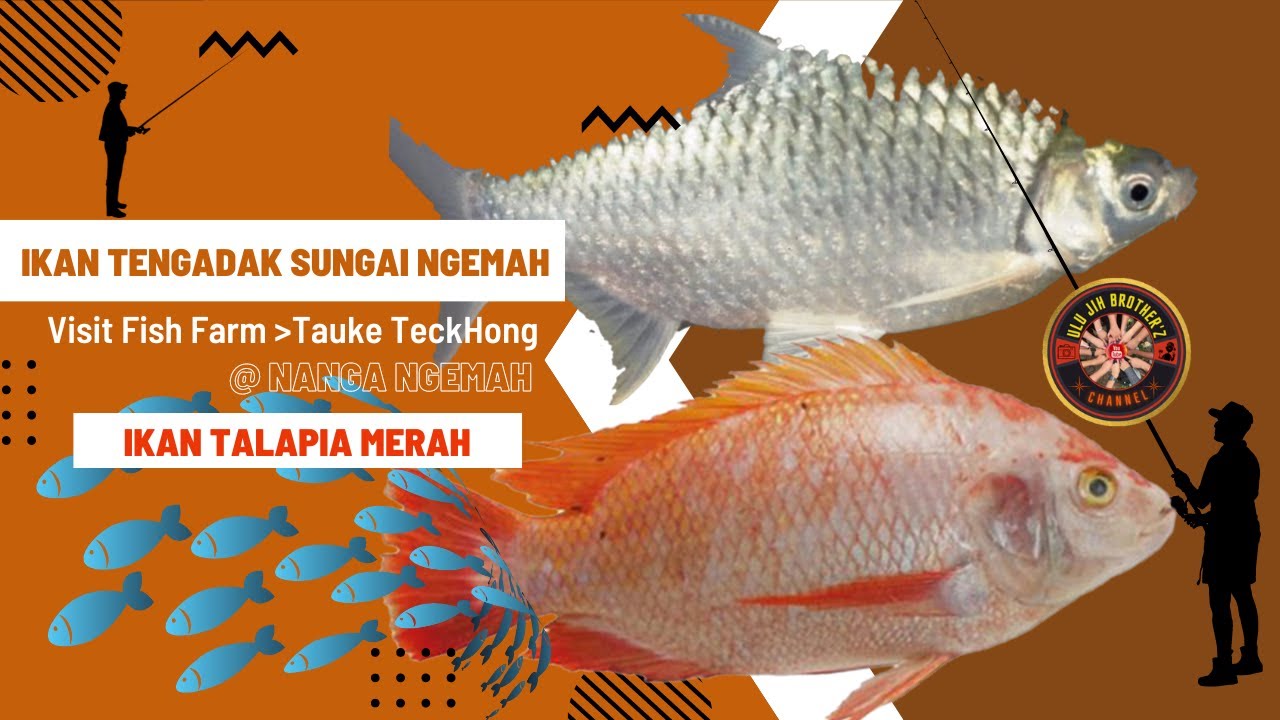 Visiting Fish Farm Tauke TeckHong @ Nanga Ngemah - YouTube