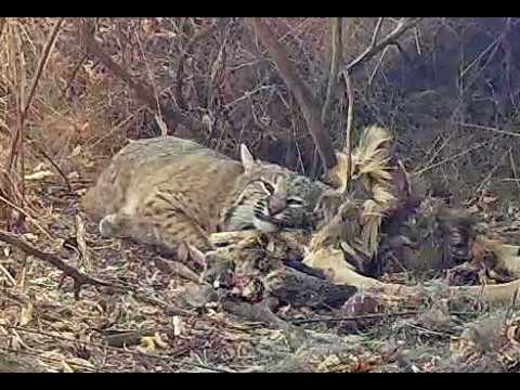 5 weeks at abandoned mountain lion kill western Nebraska Jan Feb 2026