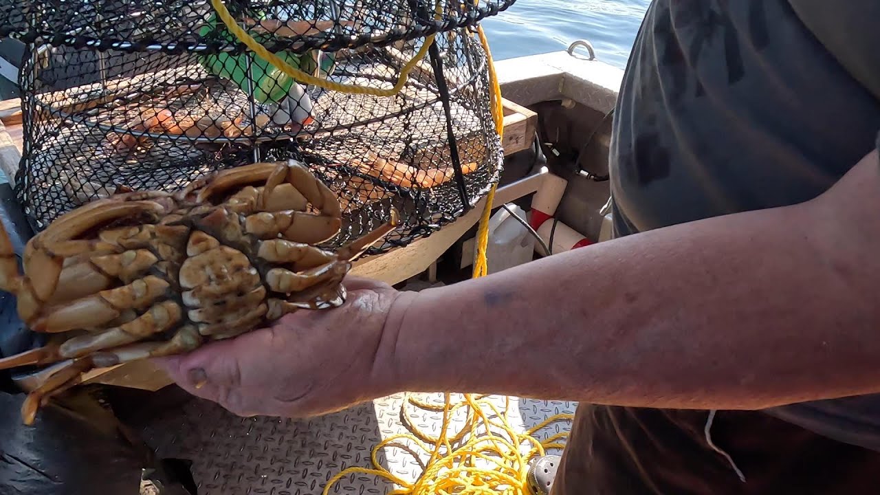 Setting Spotted Prawn Traps - YouTube