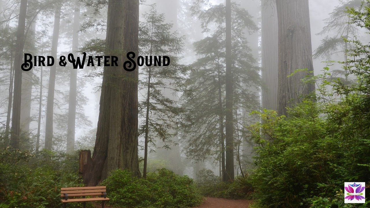 Bird & Water Relaxation Sounds –Bird Sound –Water Sound –Sleeping Music ...