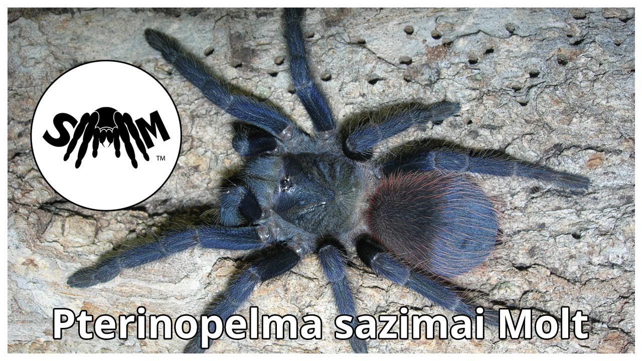 Pterinopelma sazimai (Brazilian Blue) Molt Time Lapse and Video - YouTube