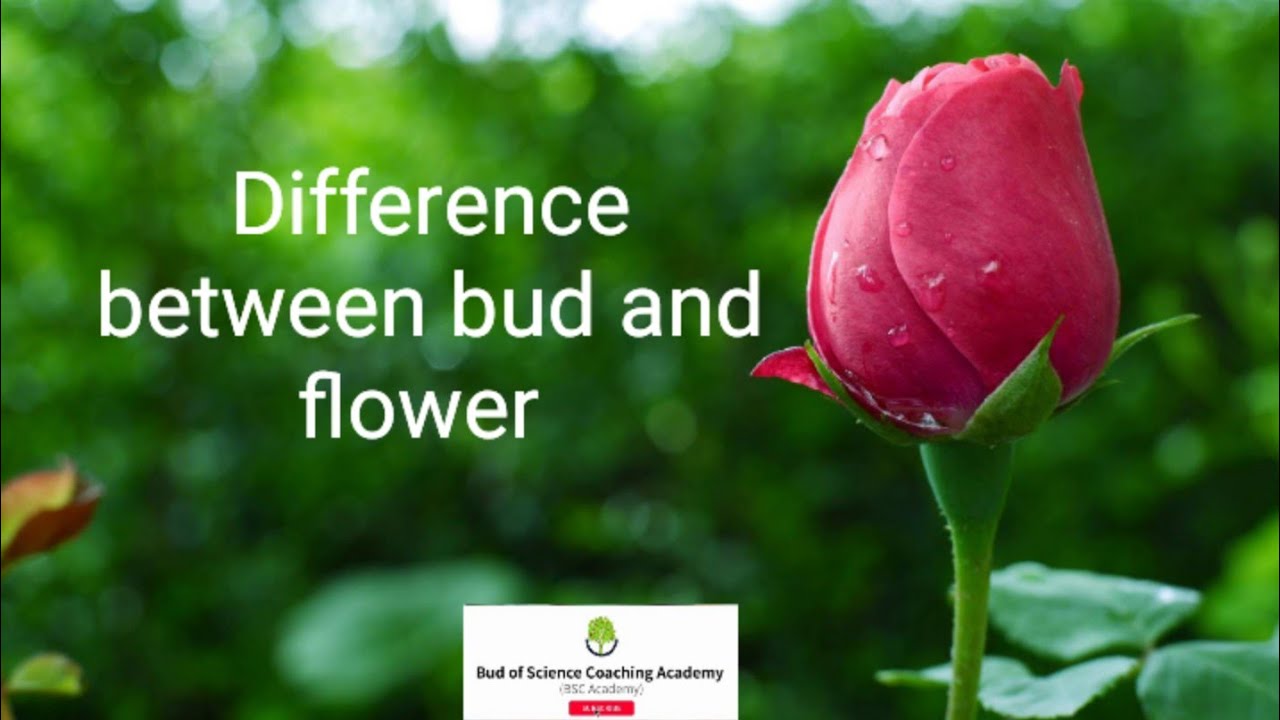 Difference between bud and flower | Bud vs flower | What is bud | What ...