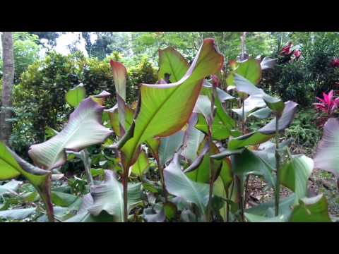 Manfaat dan Khasiat Bunga Kana (Canna indica) Untuk Kesehatan ...