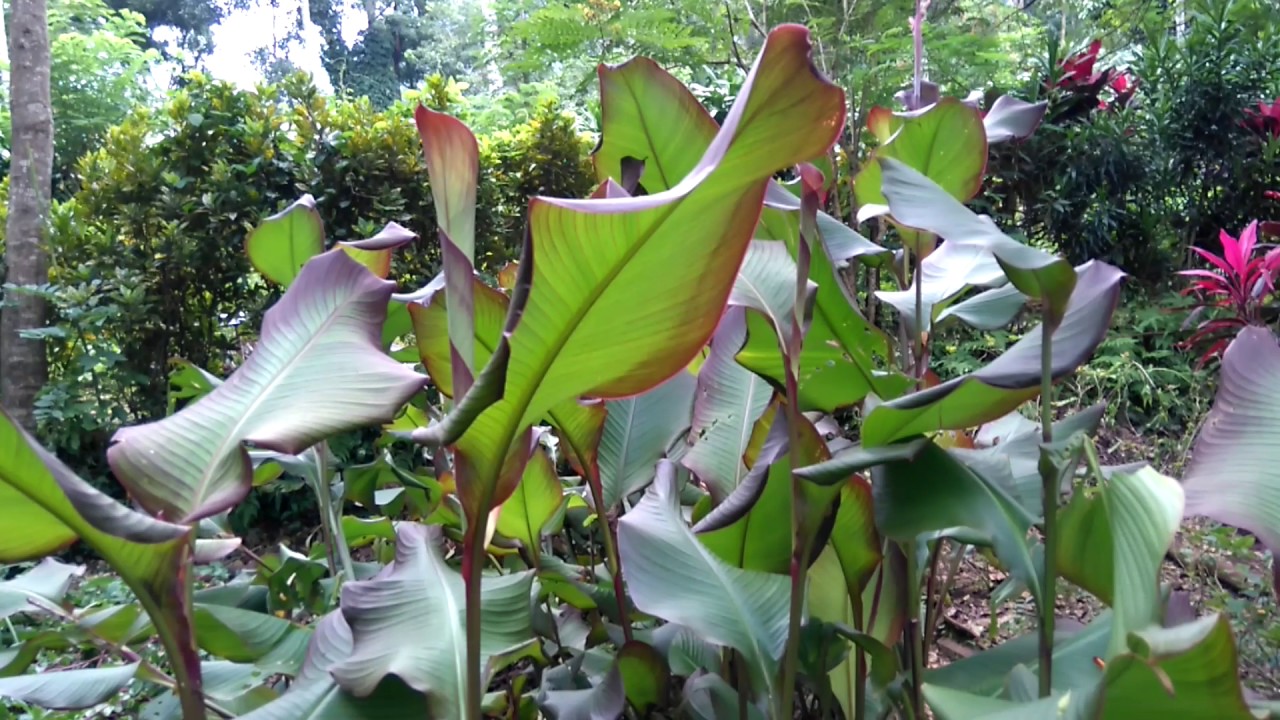 Tanaman Ganyong (Canna discolor L. syn. C. edulis) | Herb Plants - YouTube