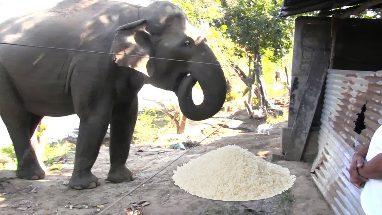 A wild elephant comes to a village house and asks for rice and eats it ...