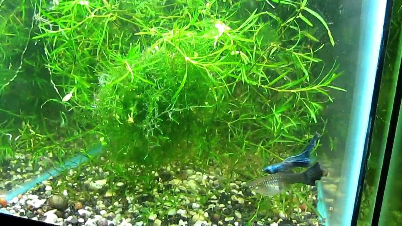 Blue/Green Moscow Guppy - YouTube