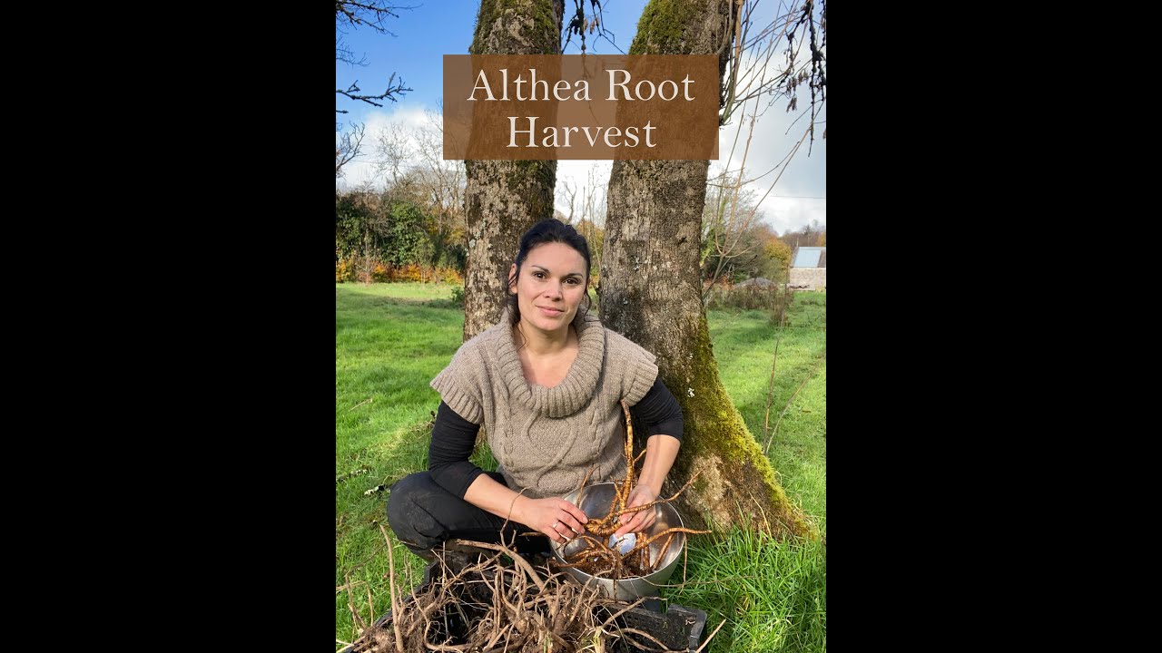 Althea root harvest from the Ivywood Garden - YouTube