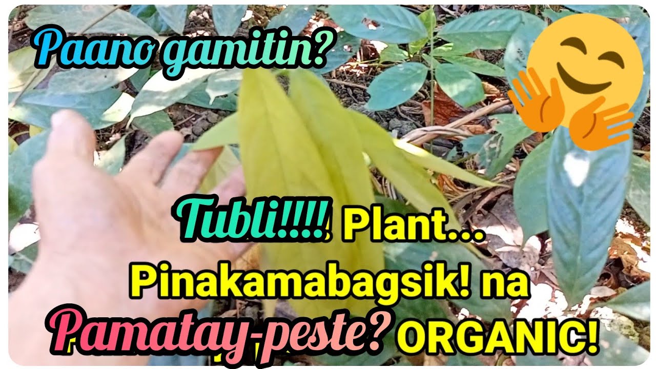 『How to Use and prepare Tubli Plant as Organic Pesticide? 』〘Mabagsik ...