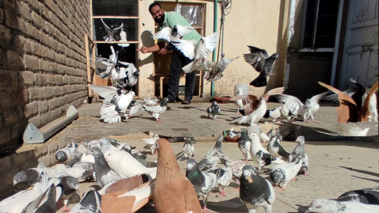 100 pigeons flying challenge. Aseel chicks care. - YouTube