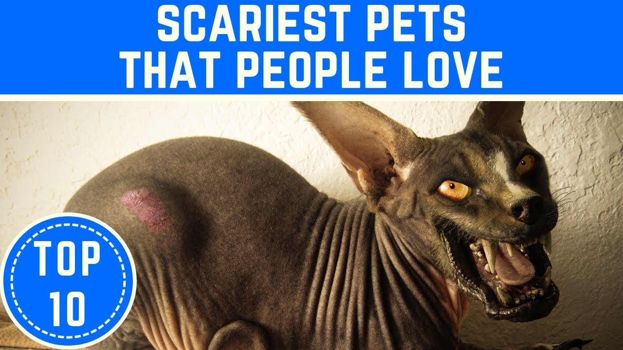 Top 10 Scariest Pets That People Love - TTC - YouTube