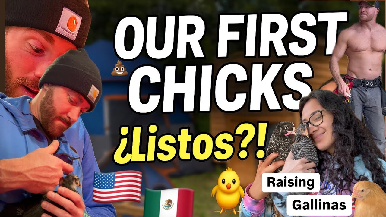 Cómo criar gallinas en EE.UU. 🐣 Backyard Chickens for Beginners (en ...