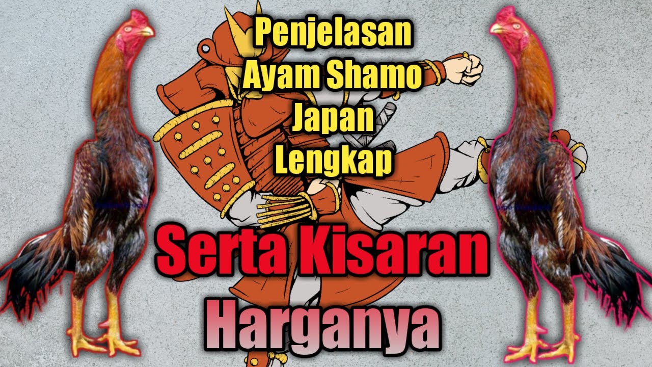 AYAM SHAMO | PROFIL DAN SEJARAH AYAM SHAMO JAPAN SERTA KISARAN HARGANYA ...