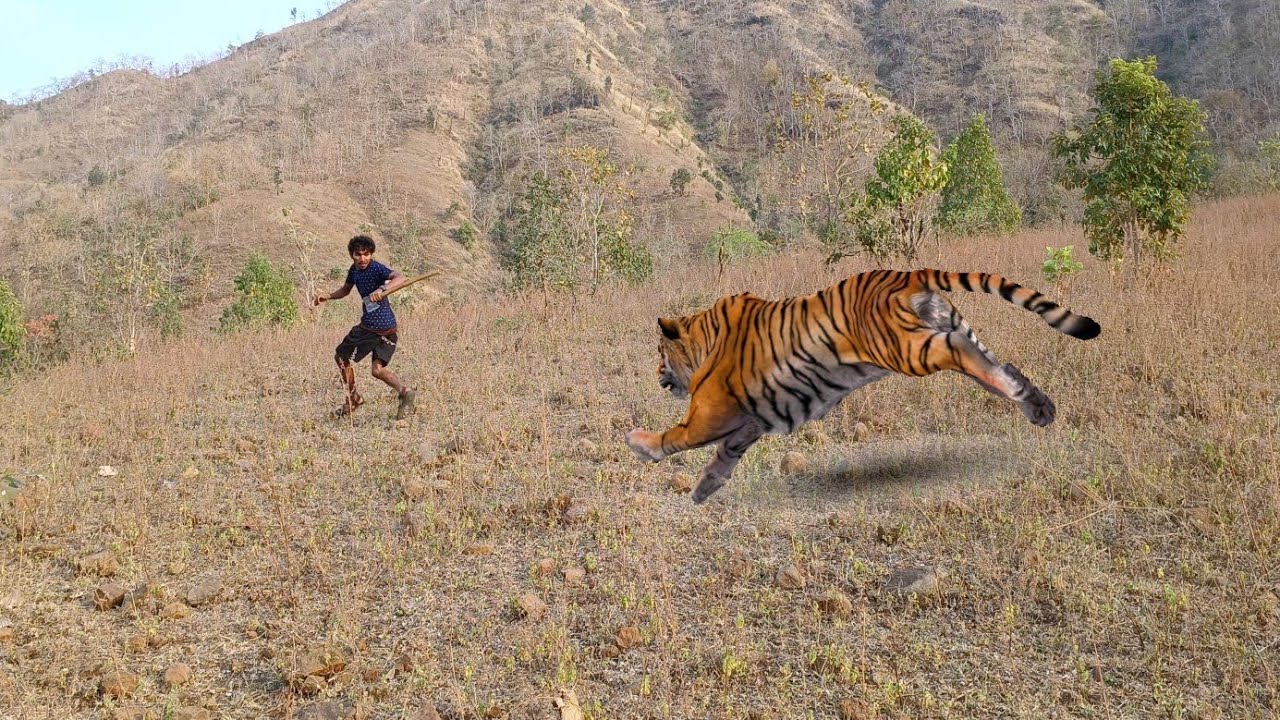 bengal tiger attack in forest | bengal tiger attack | Royal bengal ...