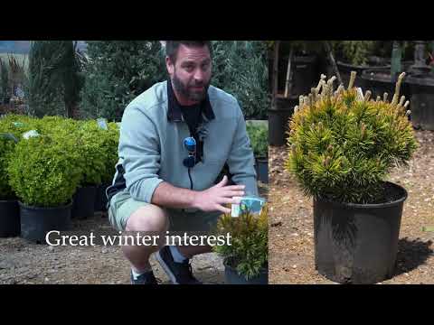 Carsten’s Wintergold Mugo Pine