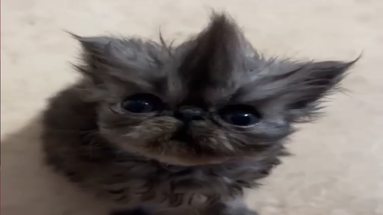 Dude, sick Mohawk.. - YouTube