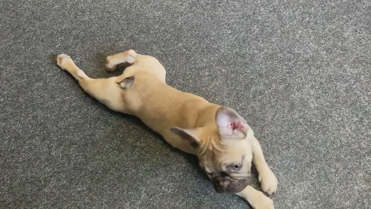 Why Does My Dog Lay Like A Frog