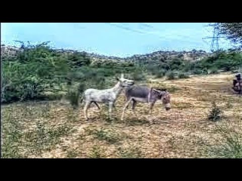 Donkey Enjoy in jungle | Donkey mating In Jungle 