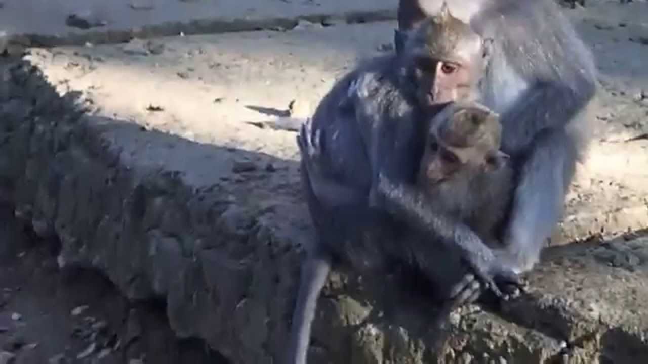 More friendly monkeys - YouTube