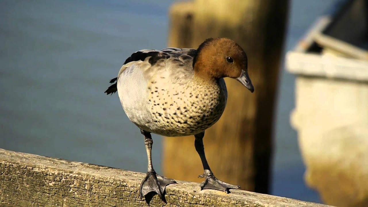 Australian Wood Duck, Maned Duck or Maned Goose (Chenonetta jubata ♂ ...