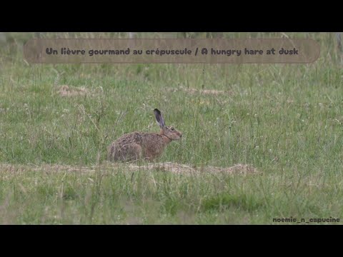 Un lièvre gourmand au crépuscule / A hungry hare at dusk