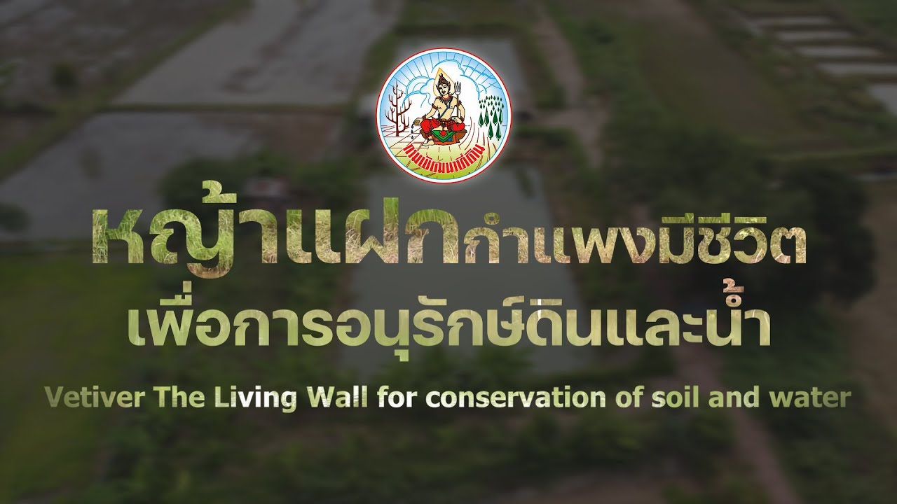 หญ้าแฝกกำแพงมีชีวิต Vetiver The Living Wall for conservation of soil ...