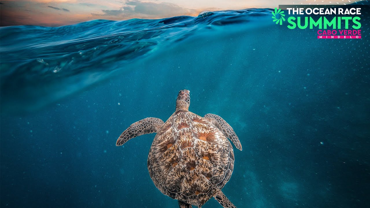 Meet: Didi and the turtles of São Pedro - YouTube