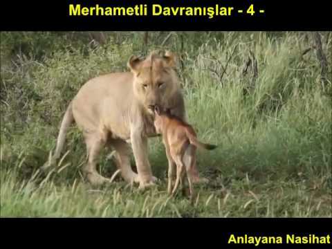 Merhametli Davranışlar -  4 -