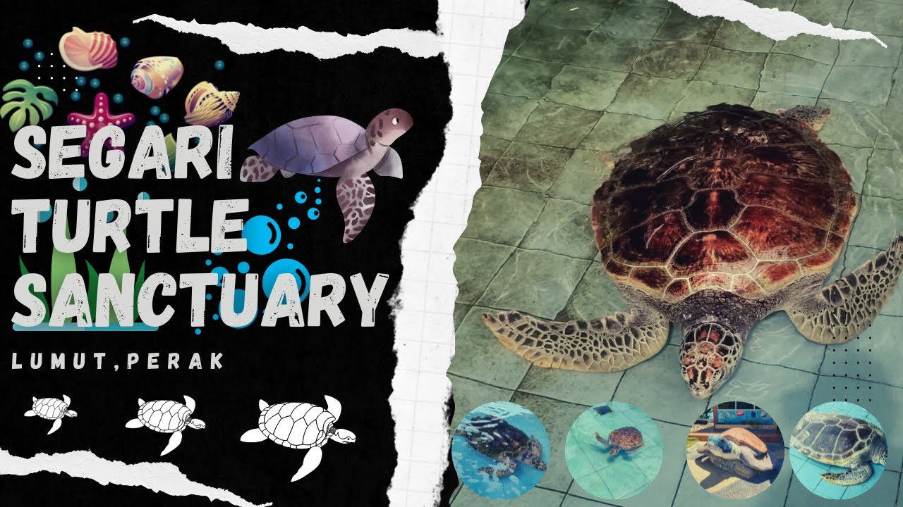 SEGARI TURTLE SANCTUARY | 2022 | MALAYSIA | #lumut #perak #malaysia ...