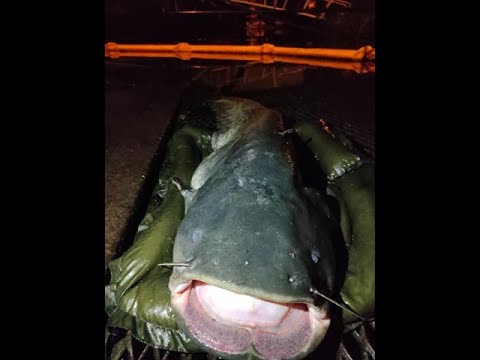 HUGE catfish in PARIS !! - YouTube