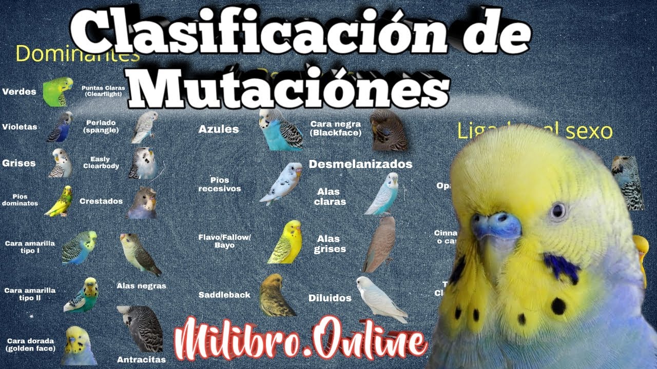 Clasificación de Mutaciones 🦜 en Periquitos - YouTube