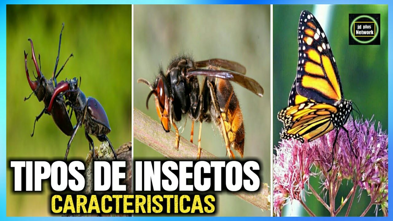 🐝Tipos de insectos - Características y Nombres 🐞🐛 - YouTube