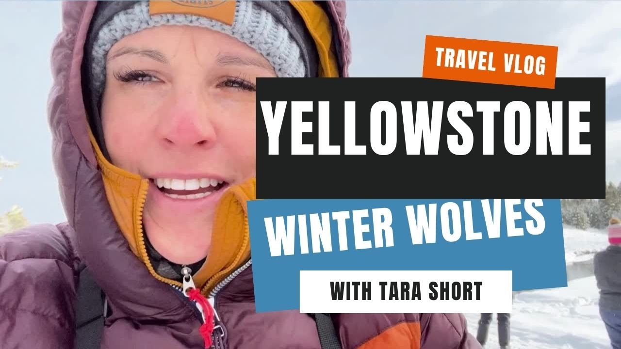 Yellowstone Winter Wolves & Wildlife Safari Vlog with Tara Short - YouTube