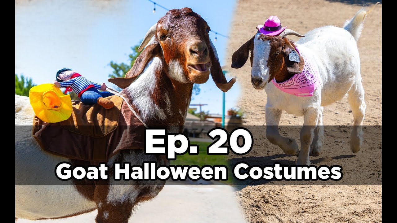 Cute Goats Halloween Costumes + Baby Donkey Love | Ep 20 - YouTube
