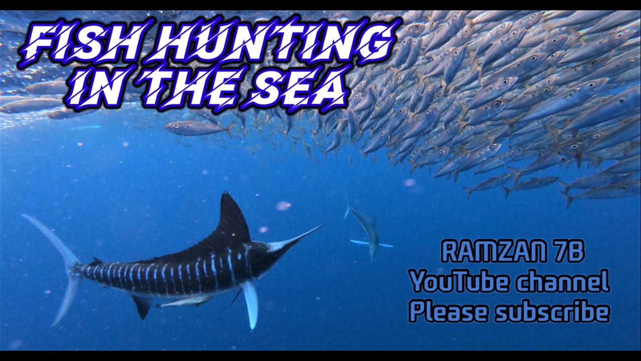 Fish hunting in the sea. - YouTube
