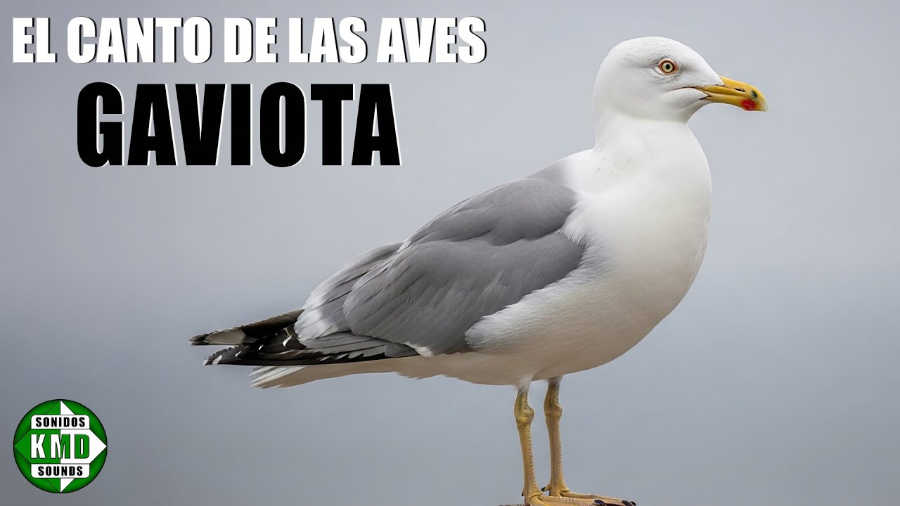 🐦🔊 ¡Escucha el chillido de la GAVIOTA! 🔊 Sonido de Ave Marina - YouTube